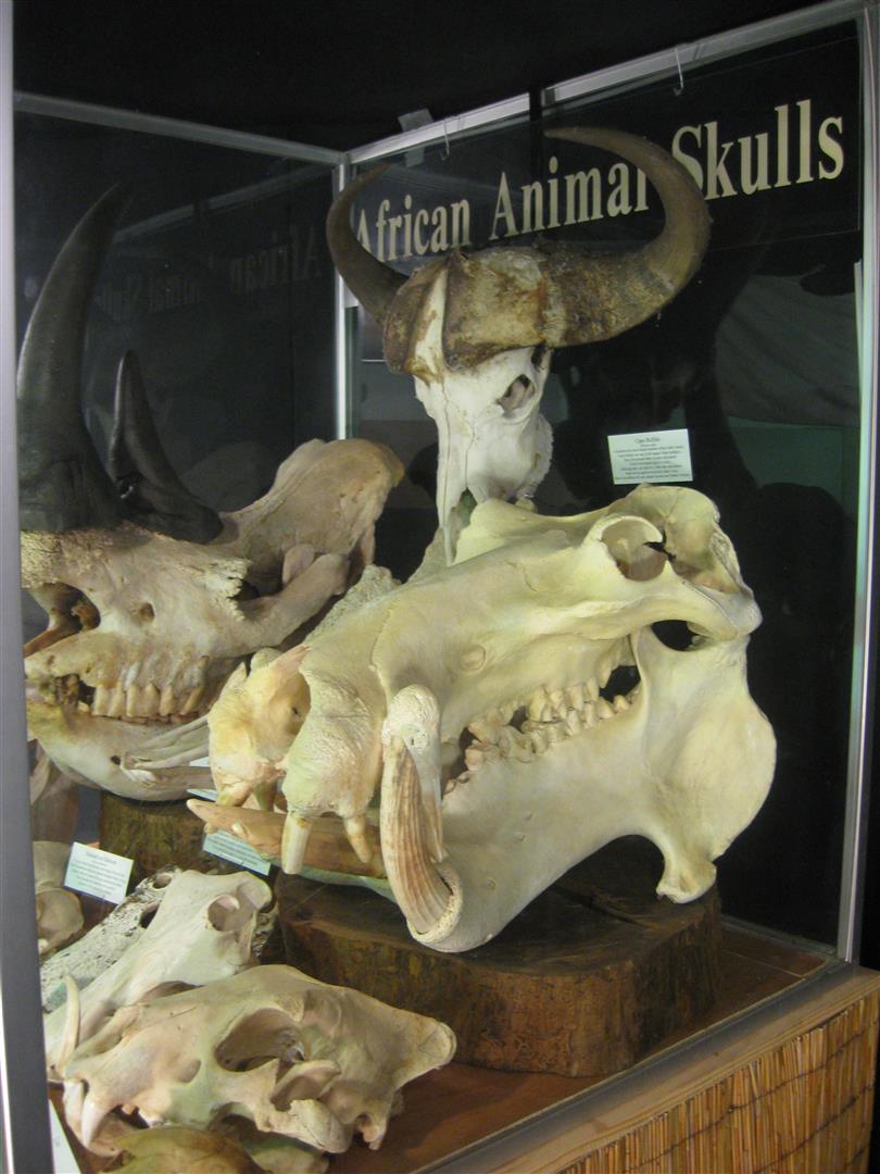 African Animal Skulls | Stones and Bones Traveling Museum