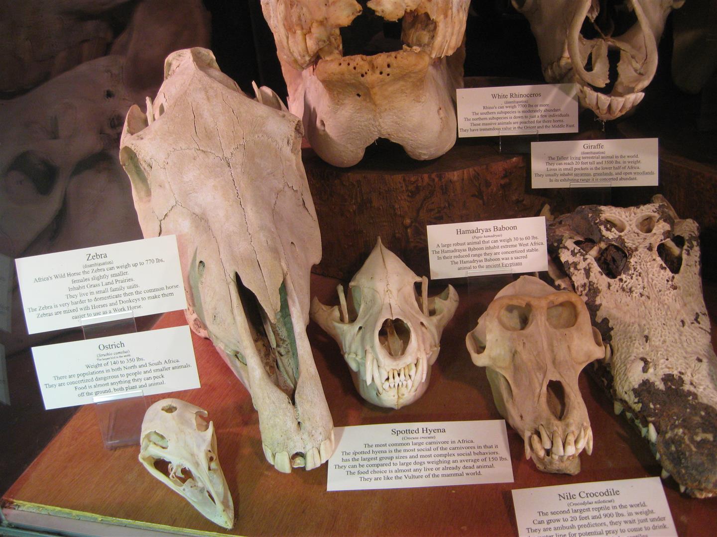 African Animal Skulls | Stones and Bones Traveling Museum