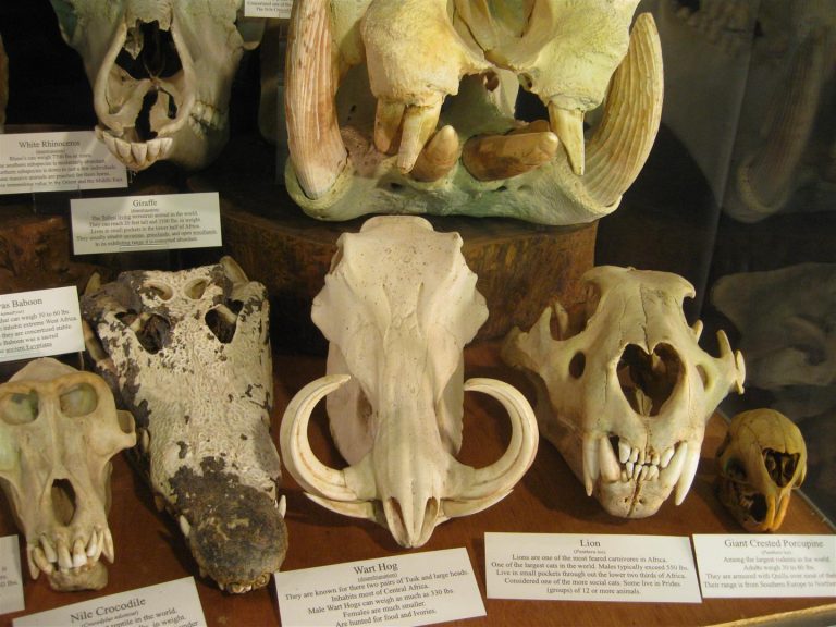 African Animal Skulls | Stones and Bones Traveling Museum