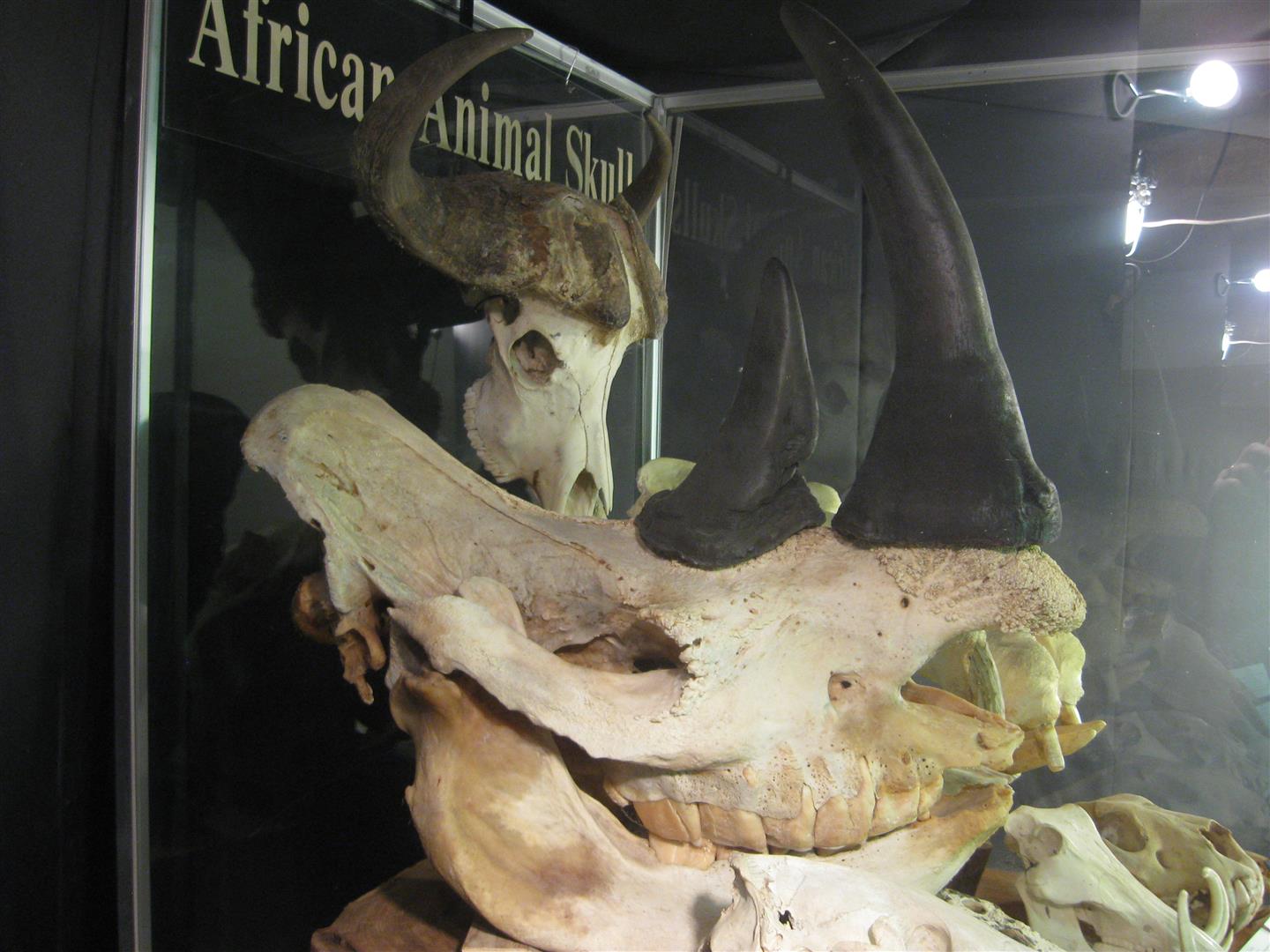 African Animal Skulls | Stones and Bones Traveling Museum