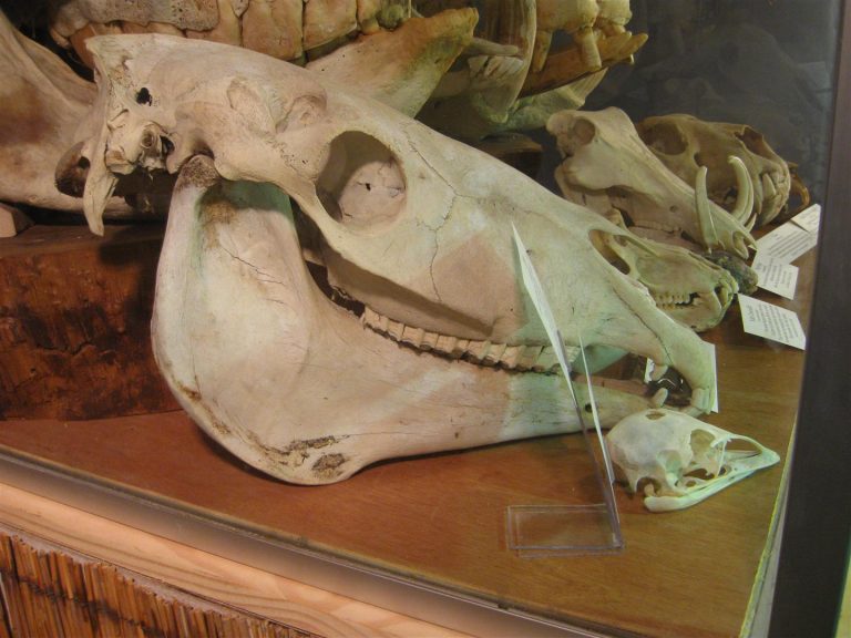 African Animal Skulls | Stones and Bones Traveling Museum