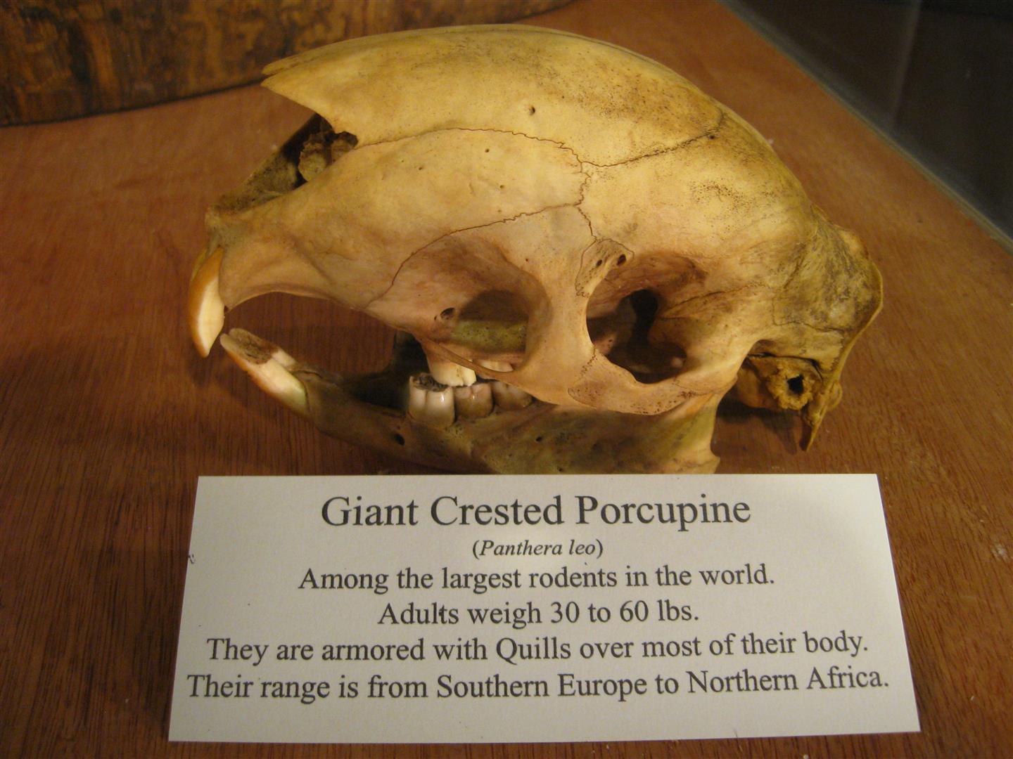 African Animal Skulls | Stones and Bones Traveling Museum