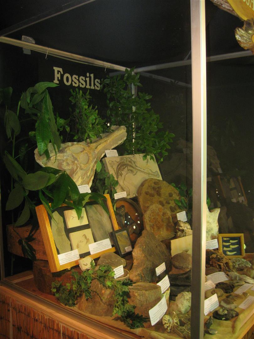 Fossils | Stones and Bones Traveling Museum