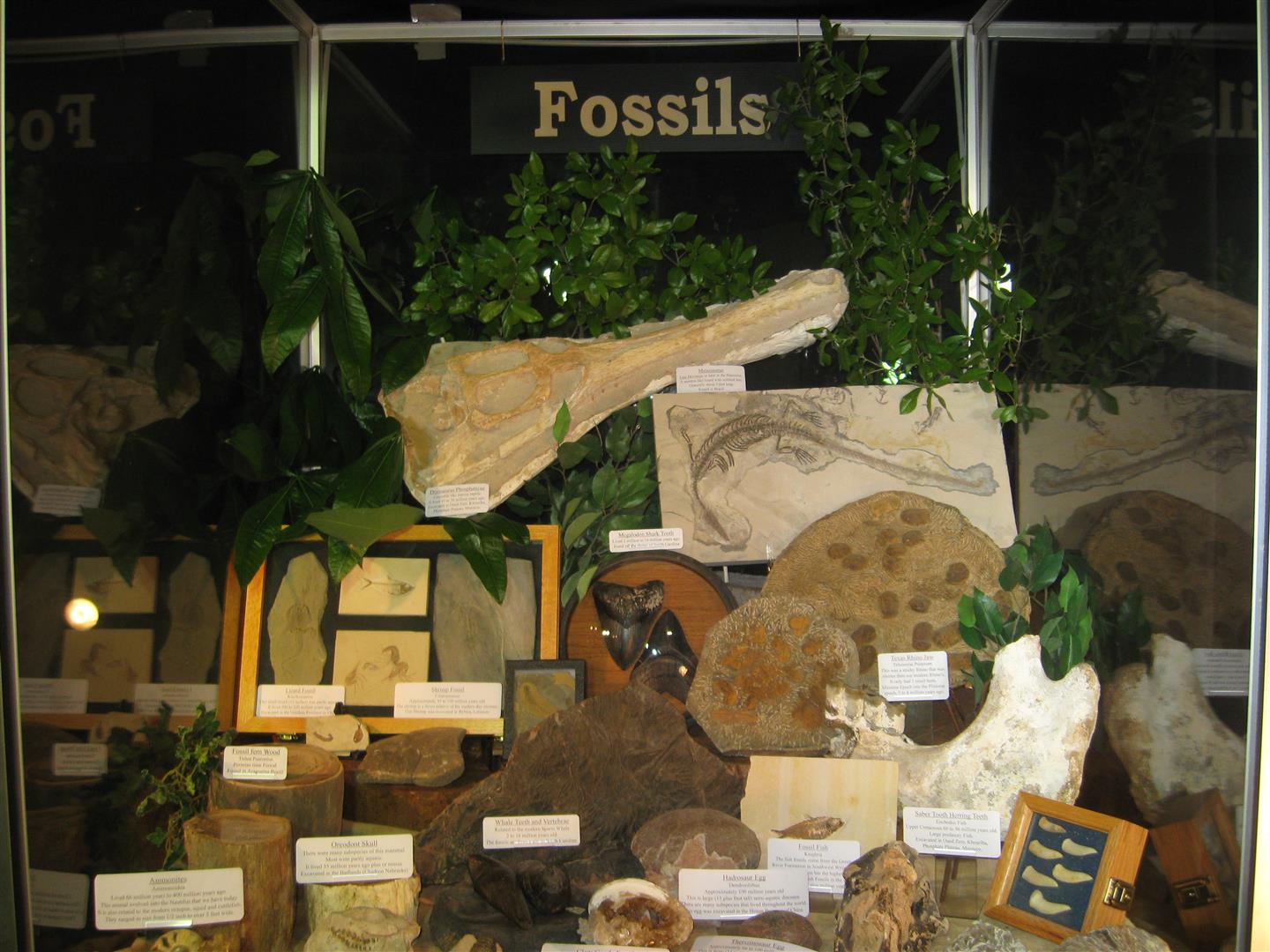 Fossils | Stones and Bones Traveling Museum