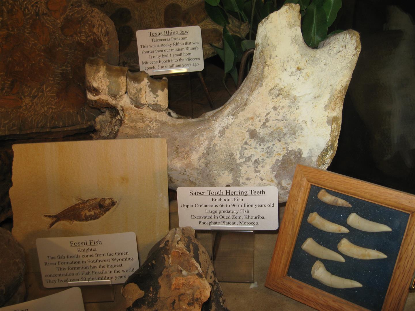 Fossils | Stones and Bones Traveling Museum