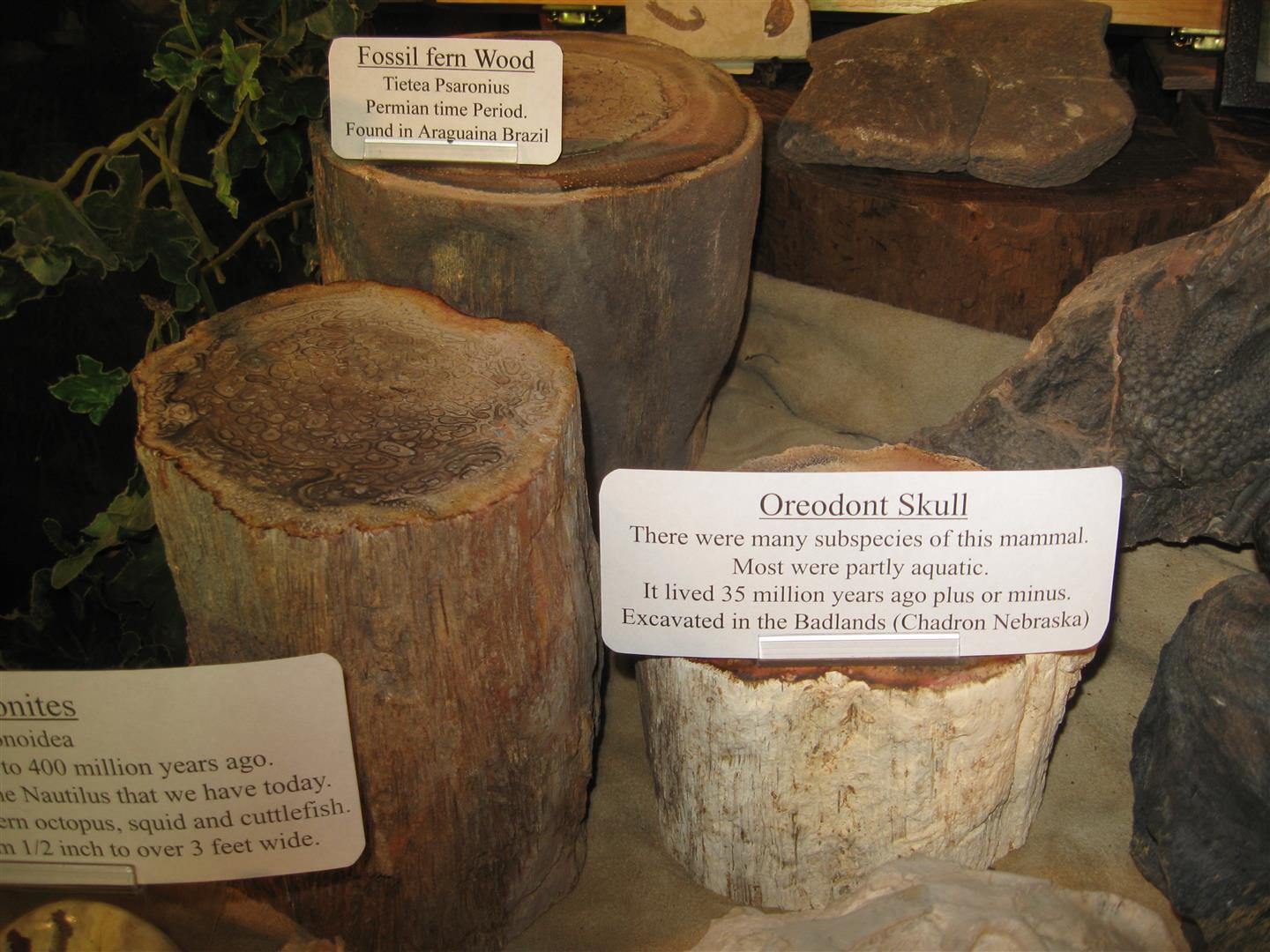 Fossils | Stones and Bones Traveling Museum