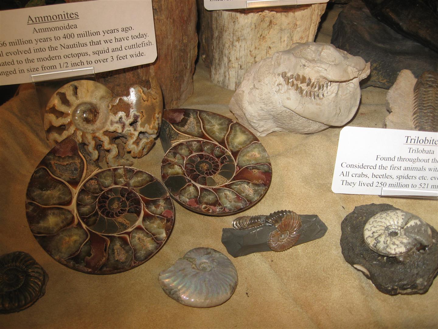 Fossils | Stones and Bones Traveling Museum