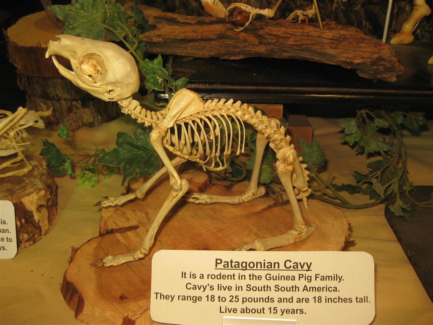 Skeletal Structures | Stones and Bones Traveling Museum