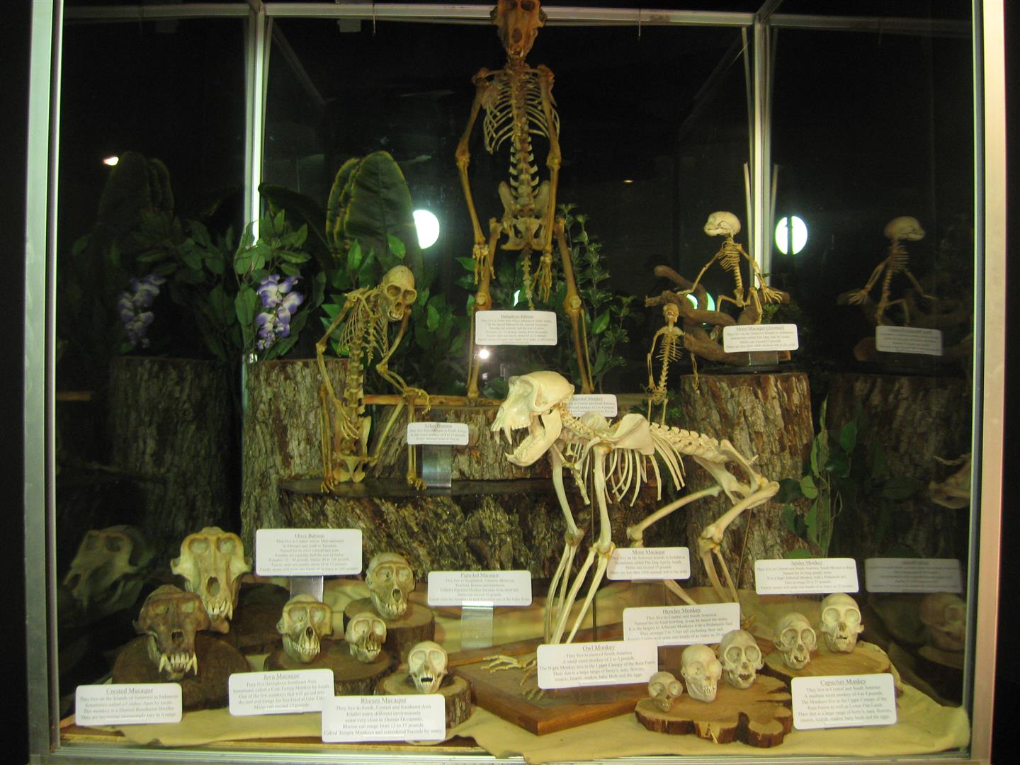 Primates | Stones and Bones Traveling Museum