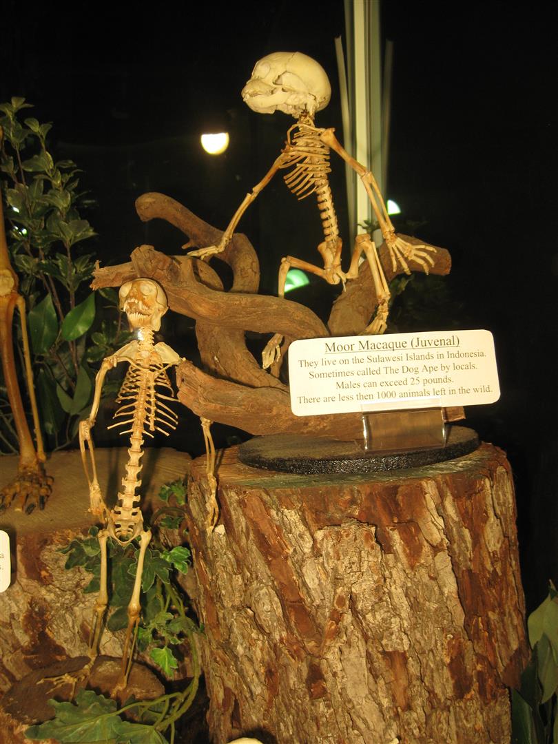 Primates | Stones and Bones Traveling Museum