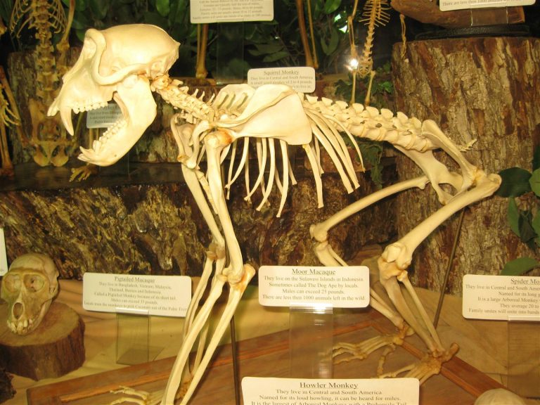 Primates | Stones and Bones Traveling Museum