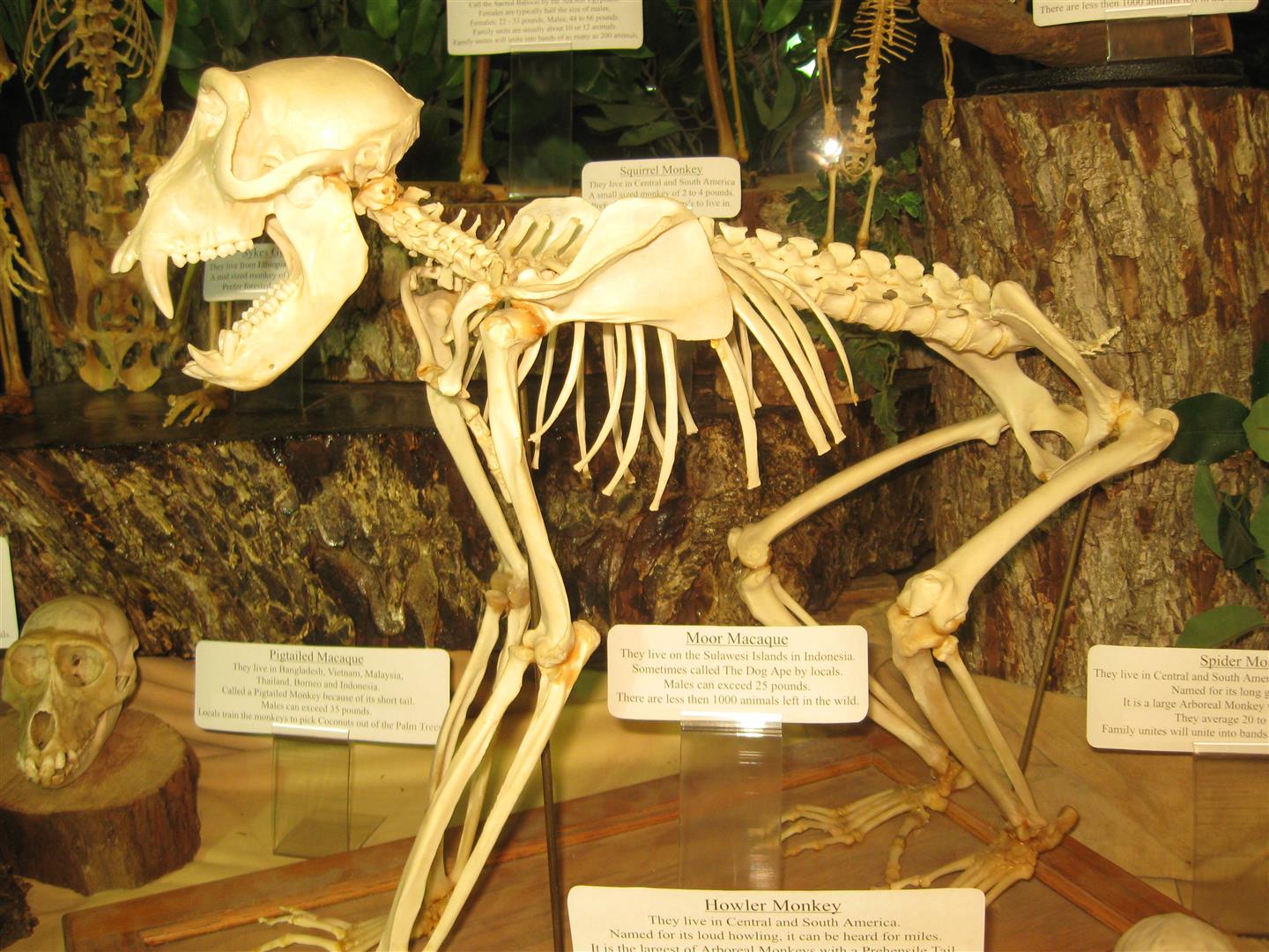 Primates | Stones and Bones Traveling Museum