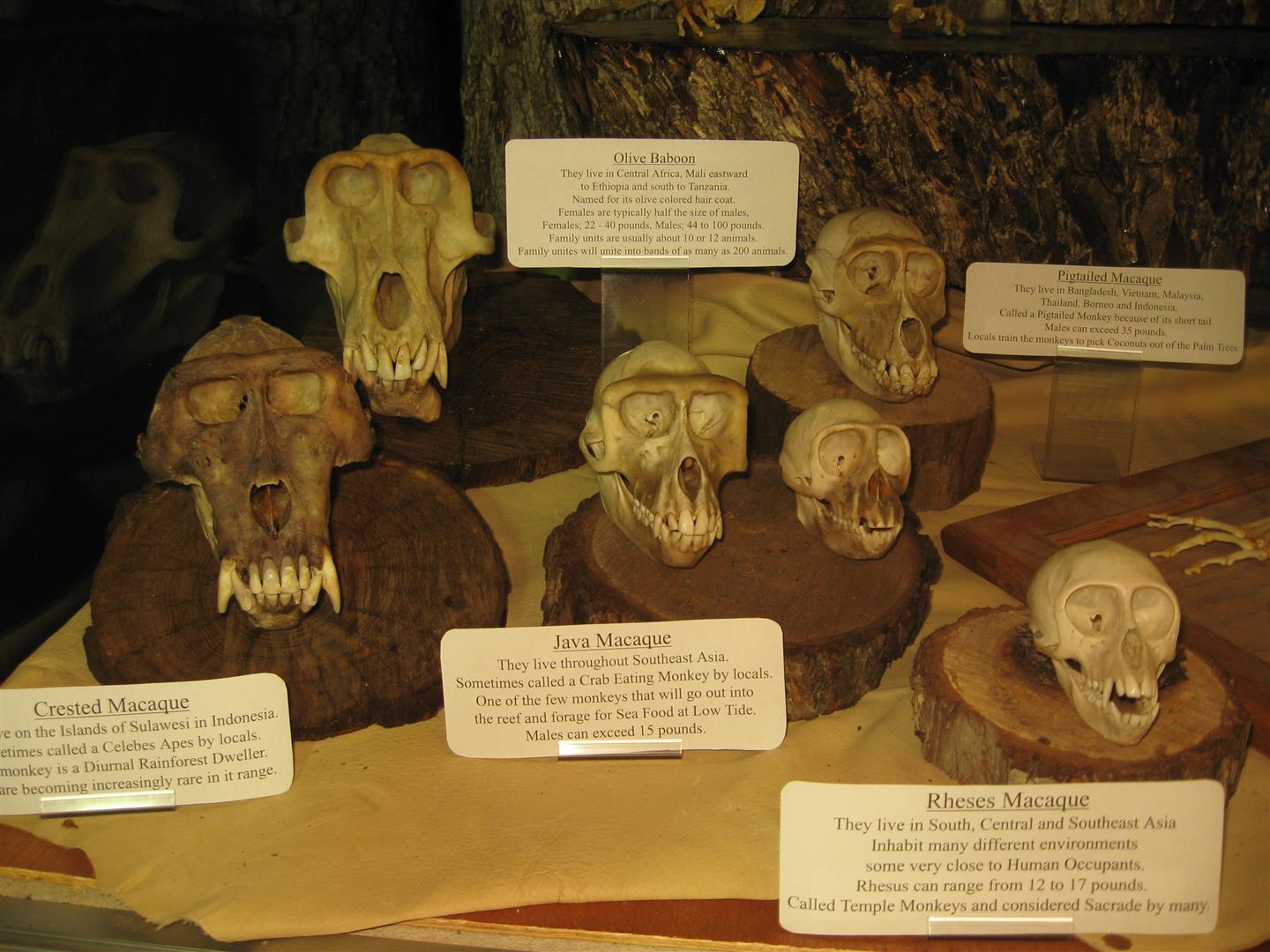 Primates | Stones and Bones Traveling Museum