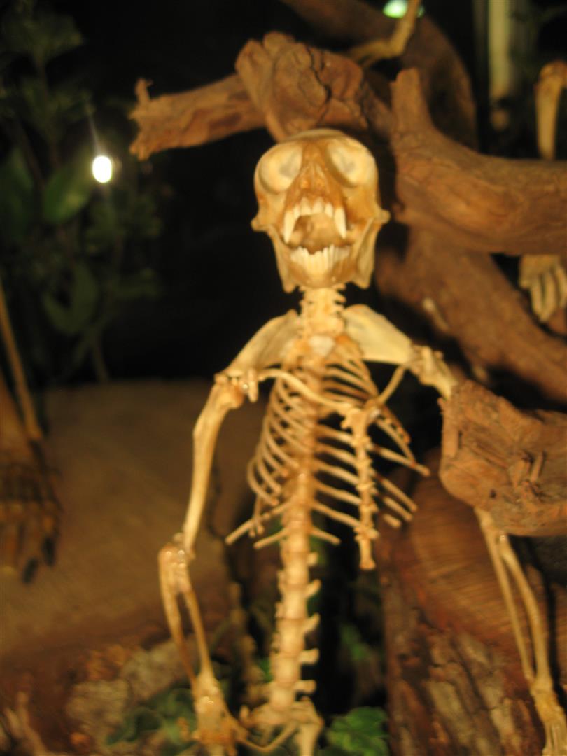 Primates | Stones and Bones Traveling Museum