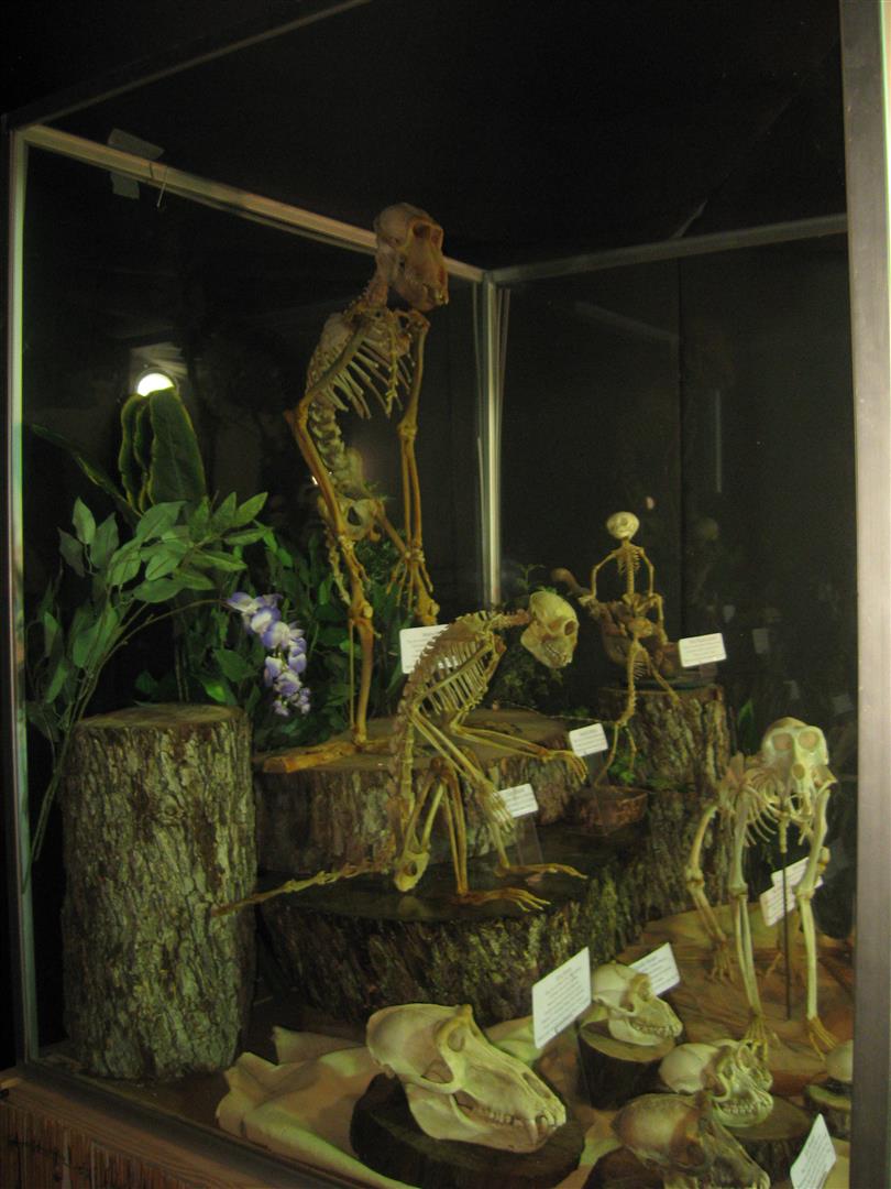 Primates | Stones and Bones Traveling Museum