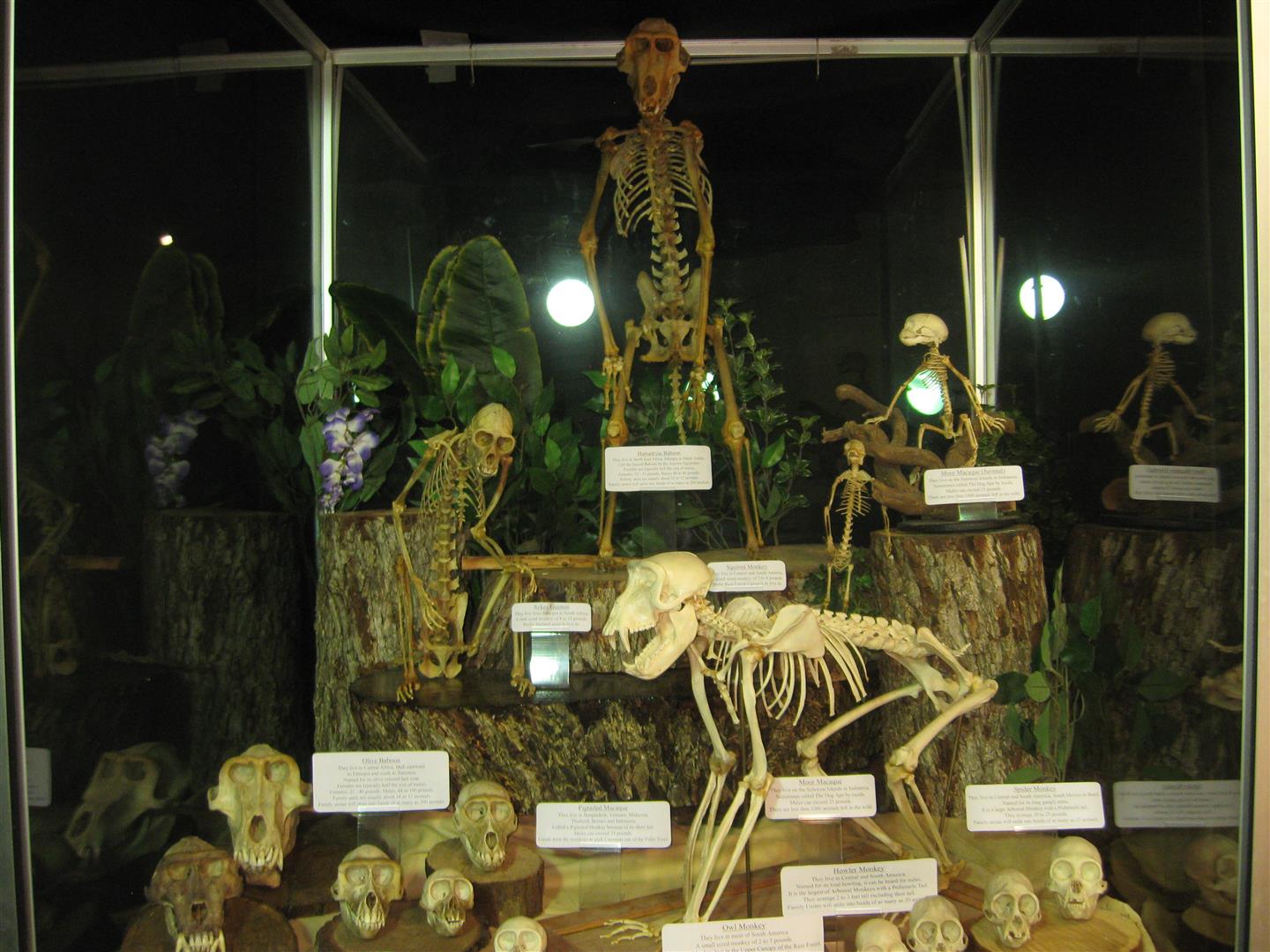 Primates | Stones and Bones Traveling Museum