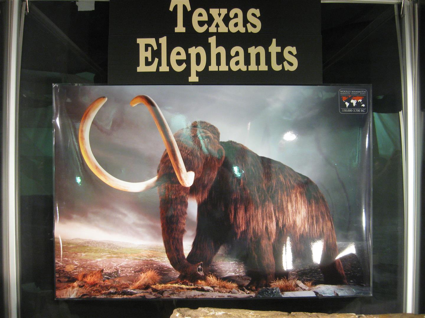 Texas Elephants | Stones and Bones Traveling Museum