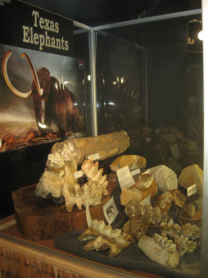 Texas Elephants | Stones and Bones Traveling Museum