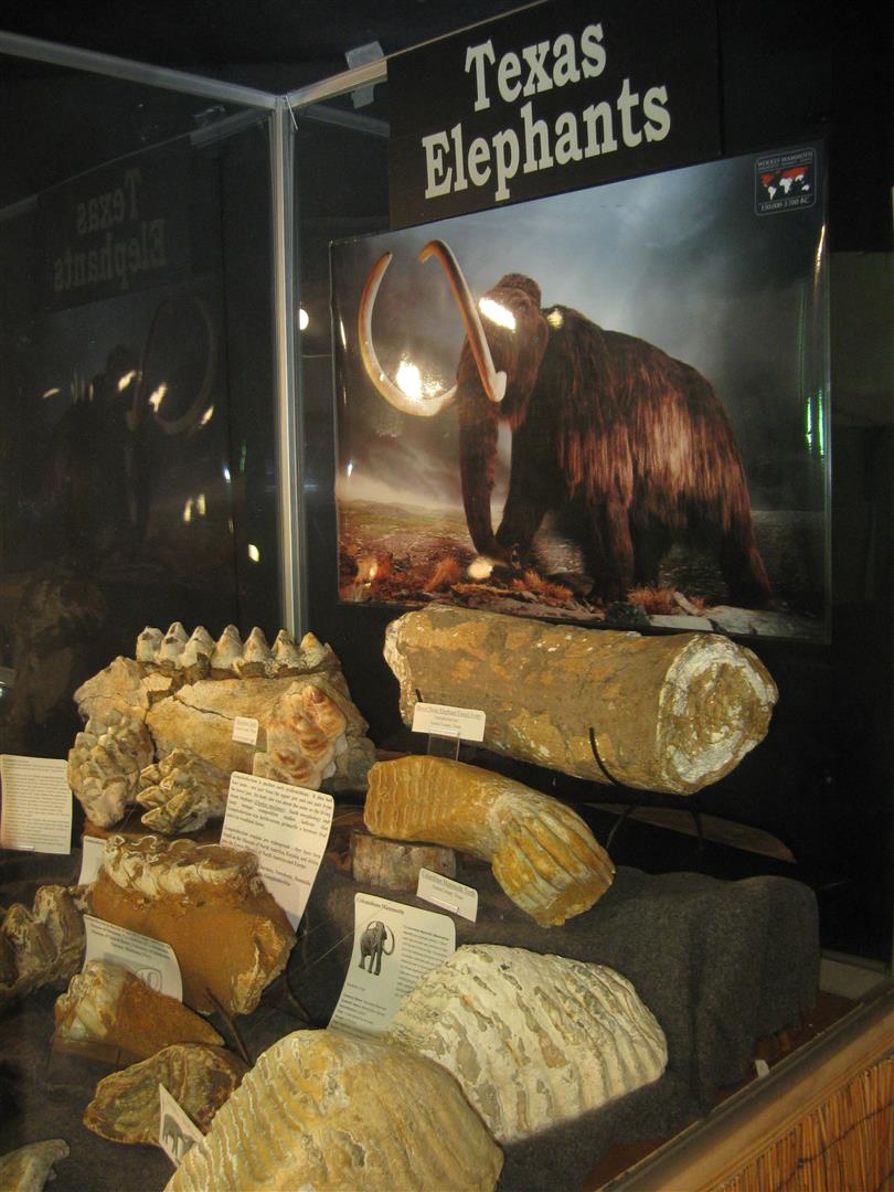 Texas Elephants | Stones and Bones Traveling Museum